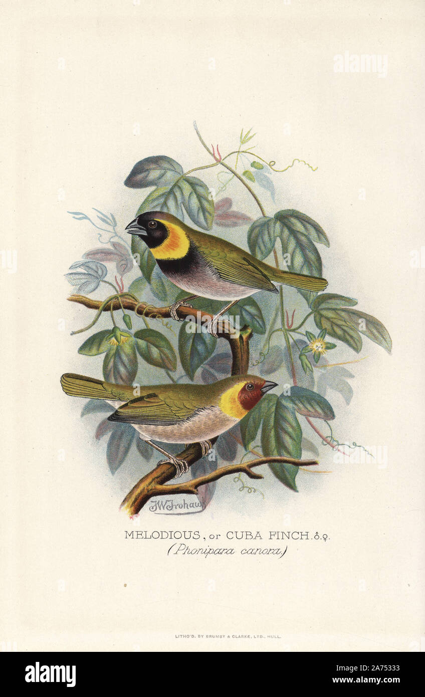 Cuba finch hi-res stock photography and images - Alamy