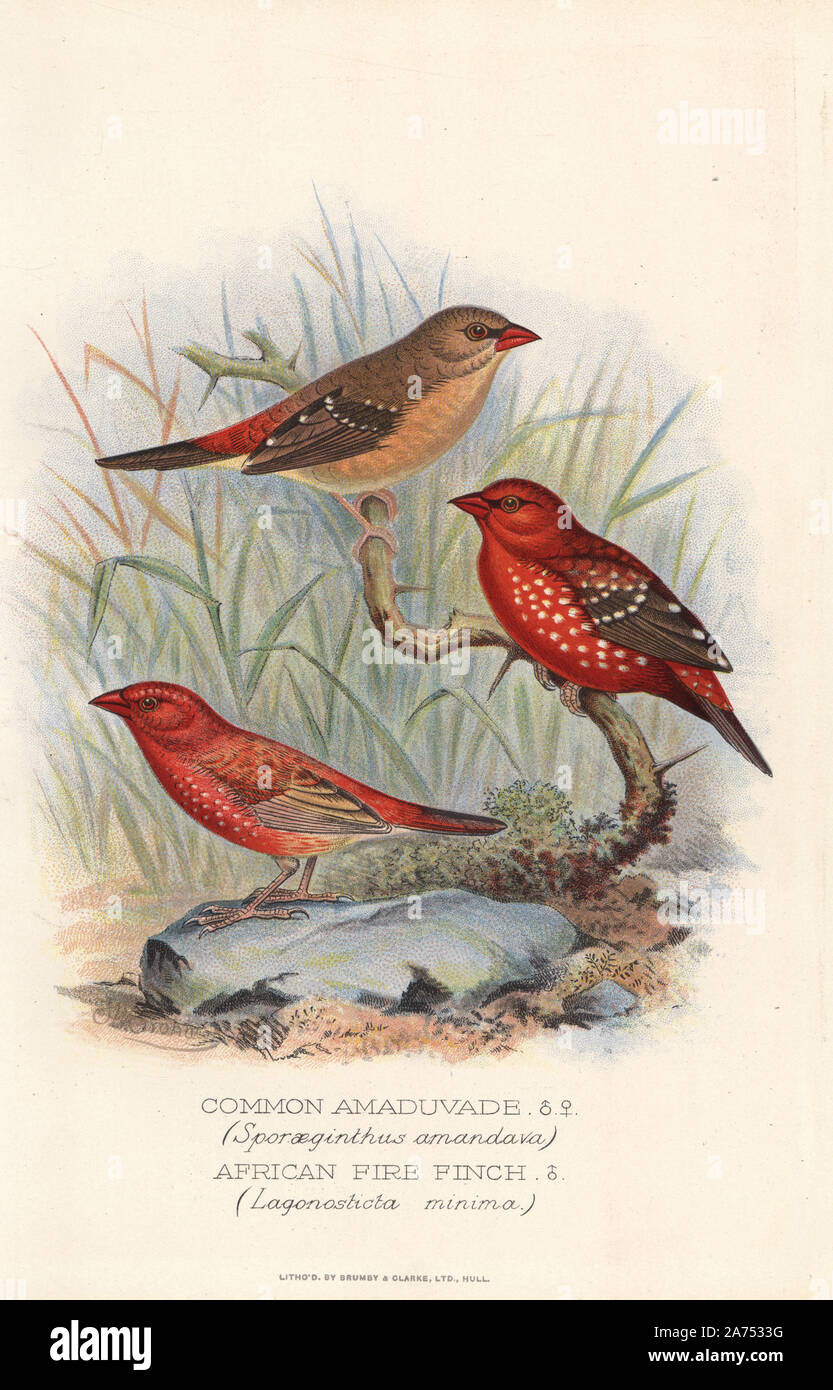 Red avadavat or strawberry finch, Amandava amandava, and African ...