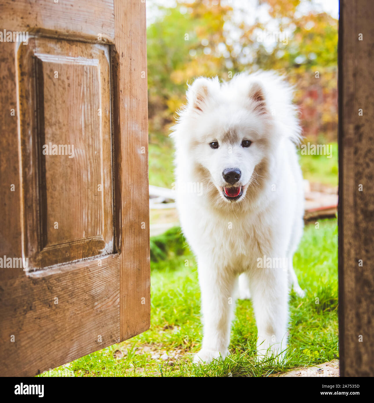 Samoyed dog at the door at home watching the house Stock Photo - Alamy