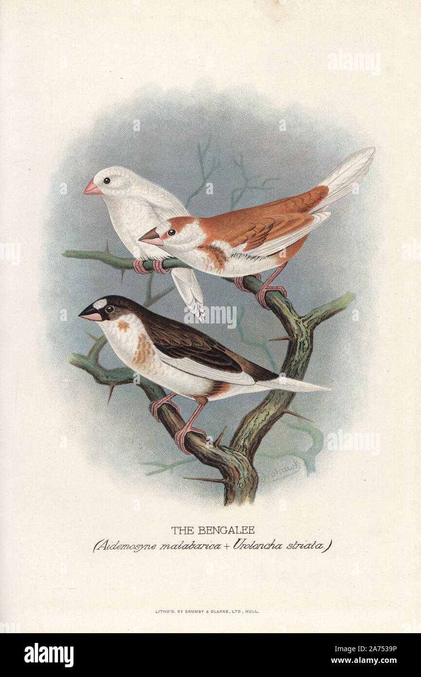 Bengalee or Bengalese hybrid (White-rumped munia, Lonchura striata x ...