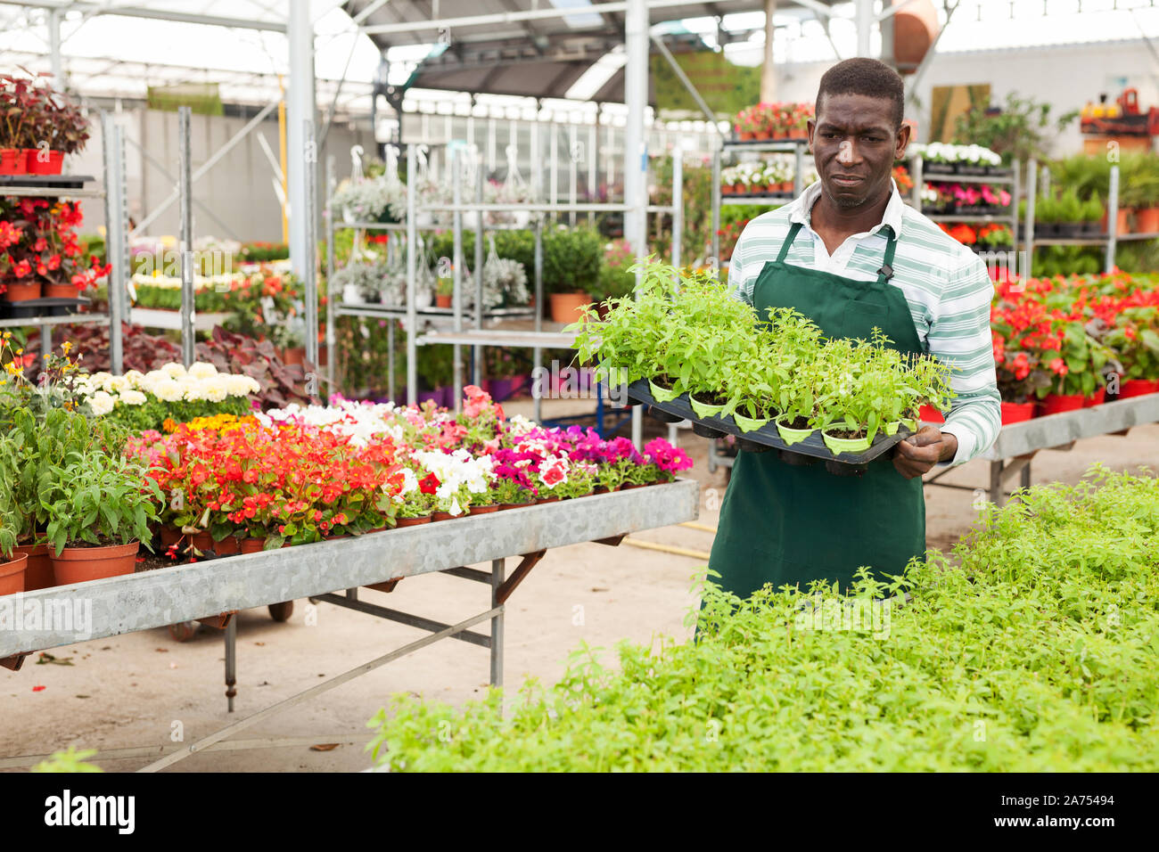African American man florist arranging ornamental plants in pots while ...