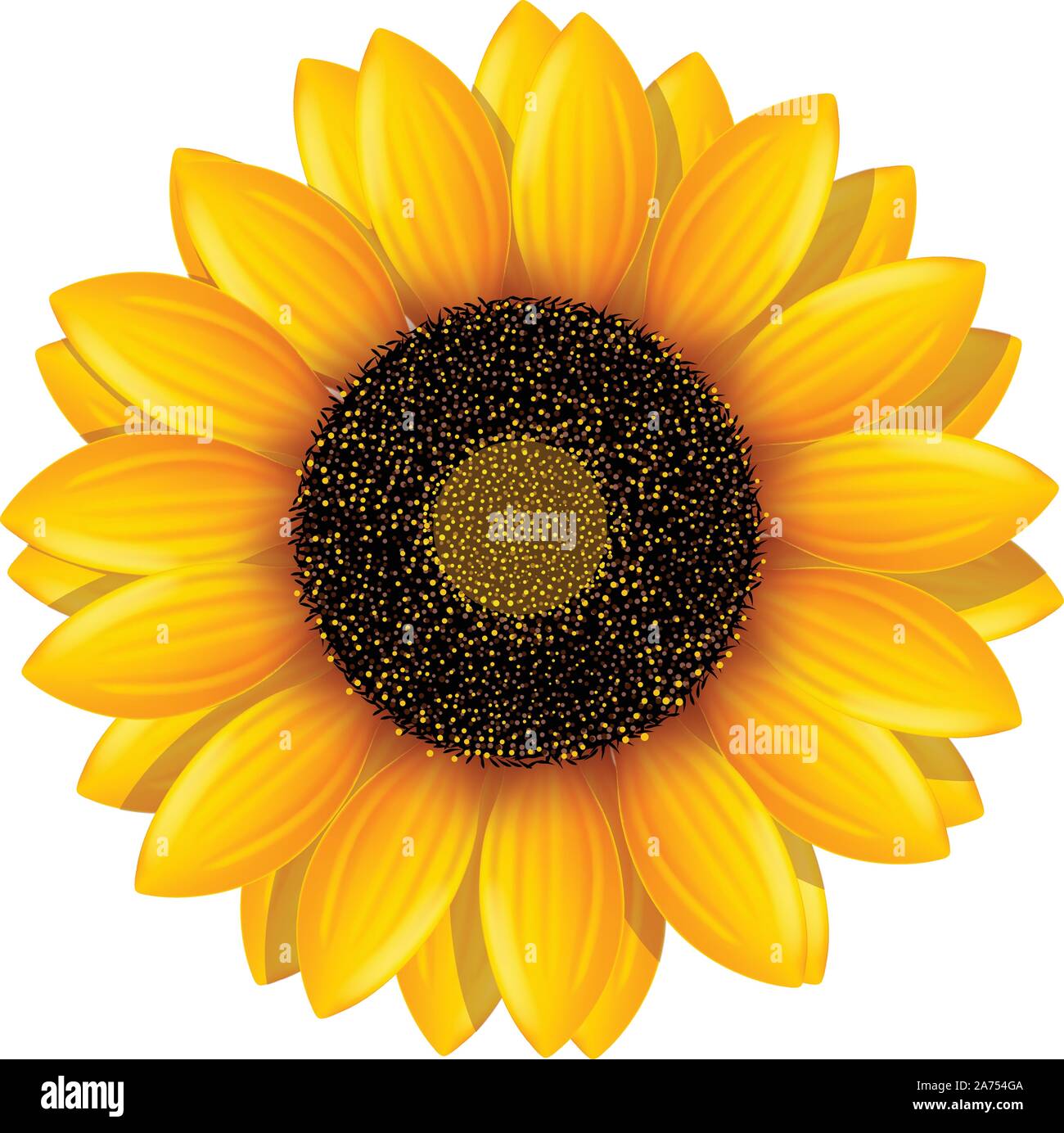 picture of sunflower Stock Vector Image & Art - Alamy