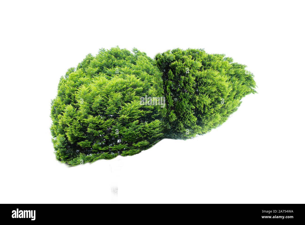 Realistic liver images are human green tree shapes about diseases and ...