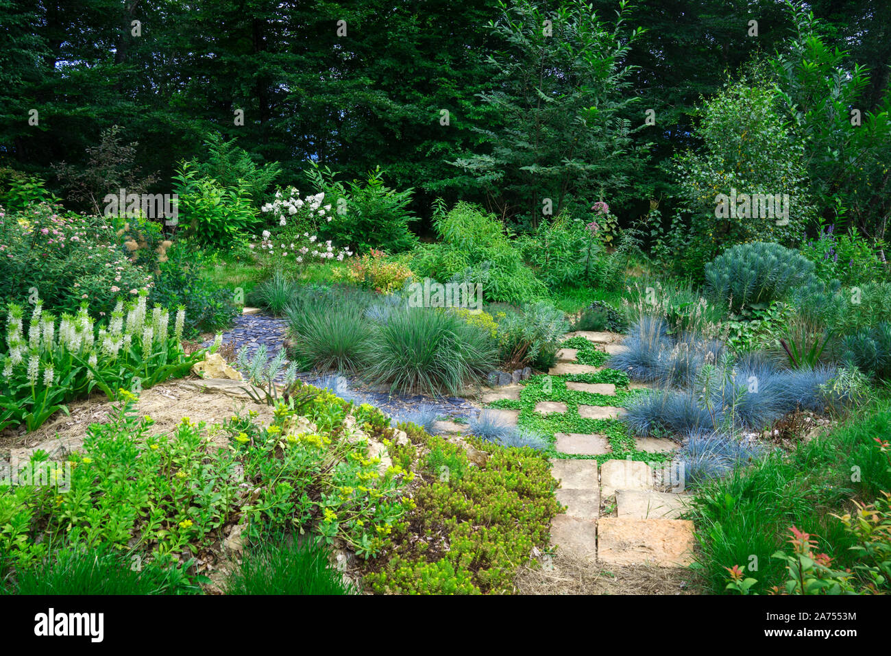 Wild garden with Terracotta path surrounded by Kidney weed (Dichondra ...