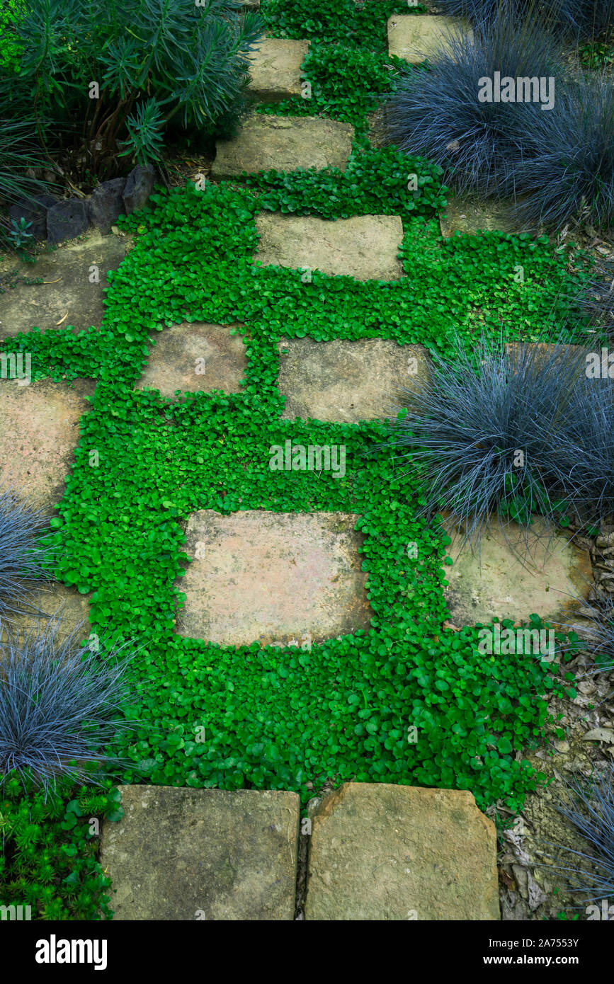 Terracotta path surrounded by Kidney weed (Dichondra repens), Fescue ...
