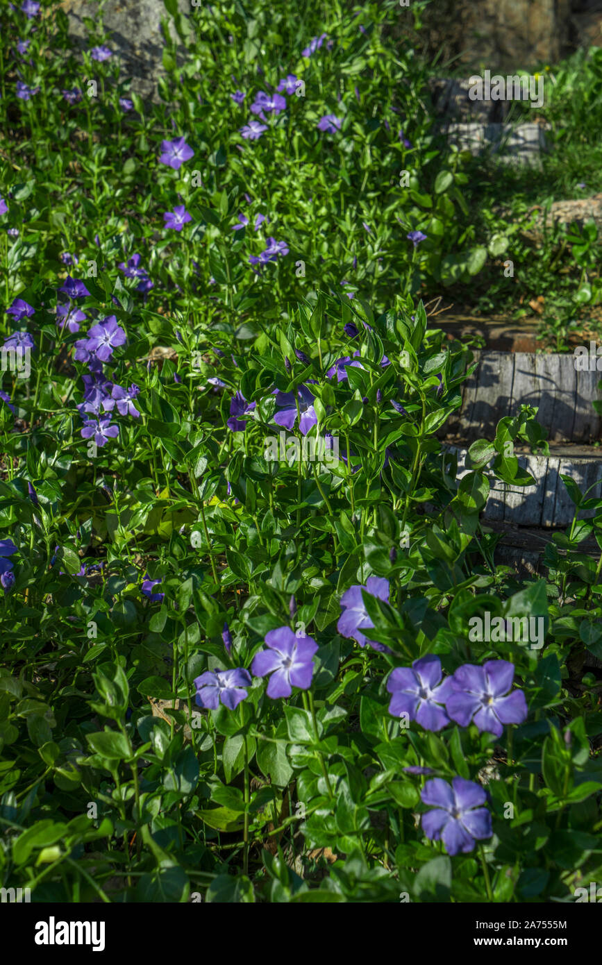 Great periwinkle (Vinca major) and log garden staircase, Ariege, France ...