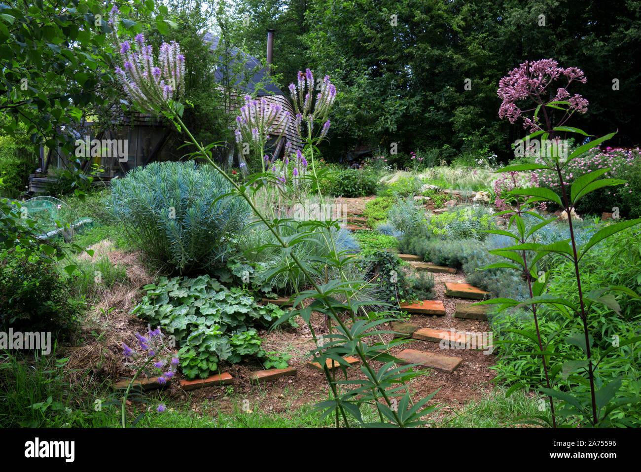 Terracotta path waiting for a ground cover,Alpine lady's mantle ...