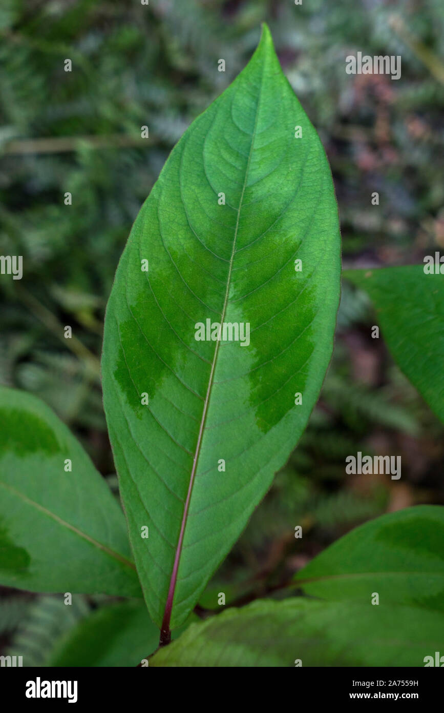 Jumpseed (Polygonum filiforme) leaf, Ariege, France Stock Photo - Alamy