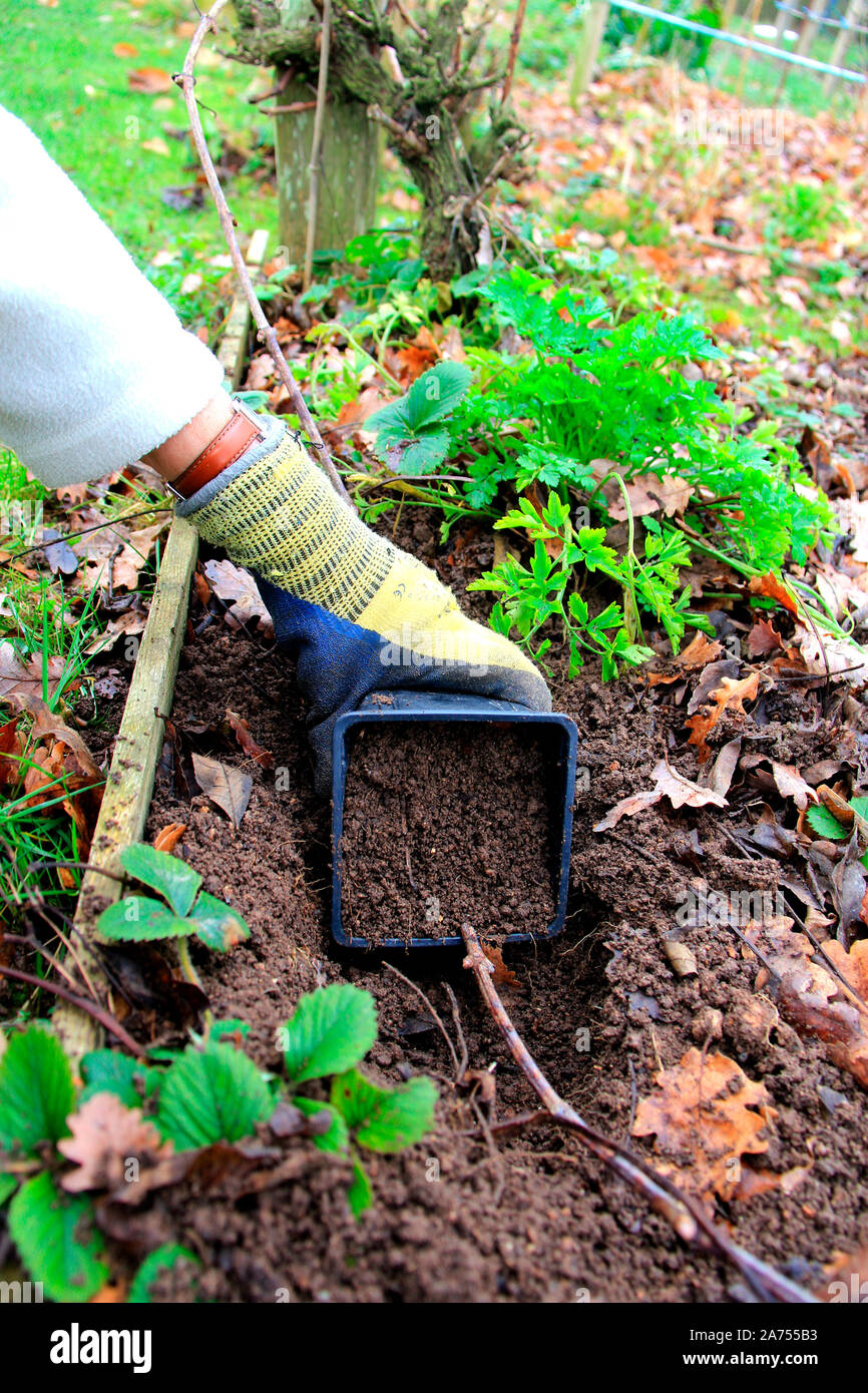 Layering of a branch of vine with a pot: Step 2 with the planting of ...