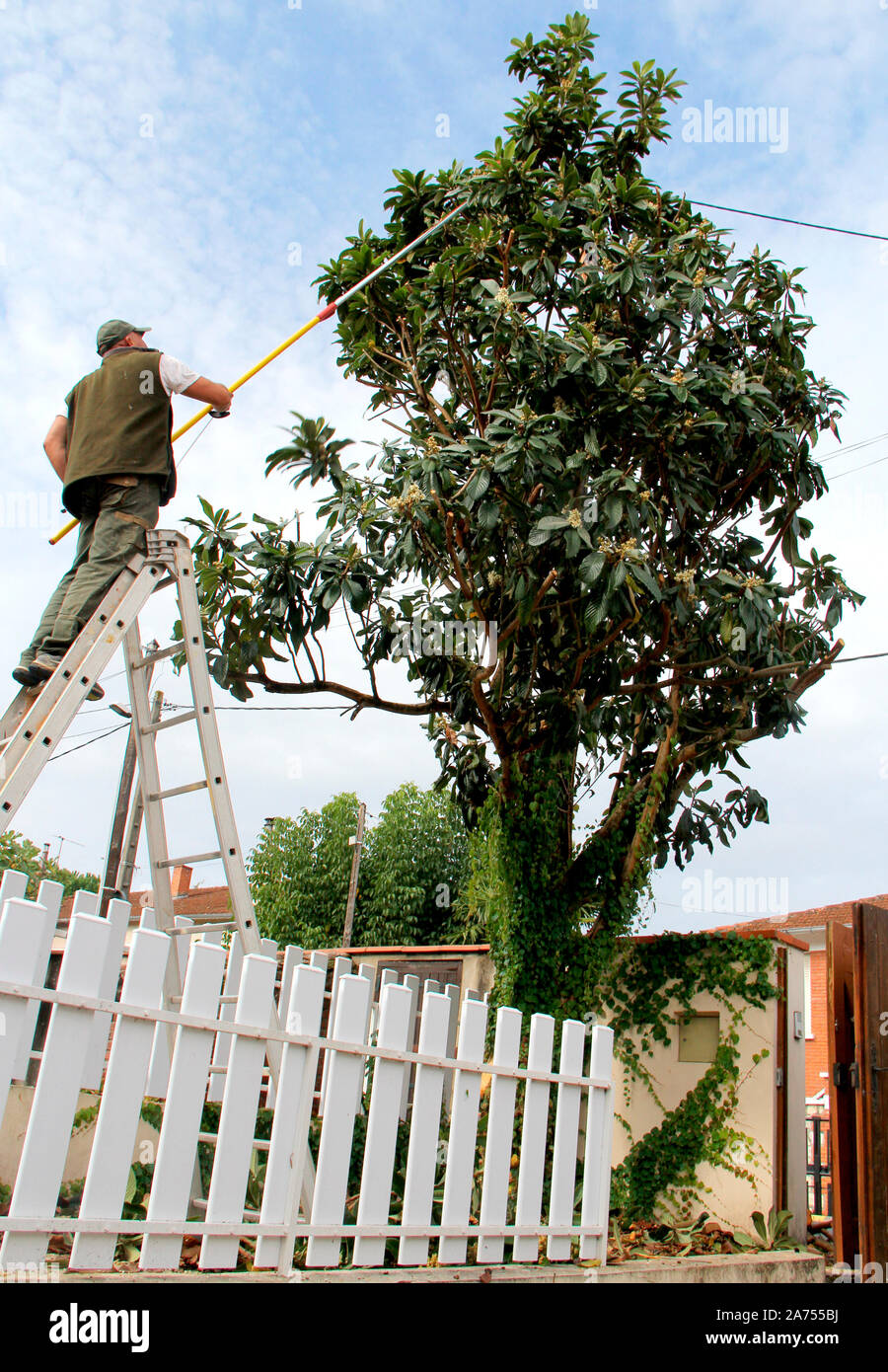 Loquat tree house hi-res stock photography and images - Alamy