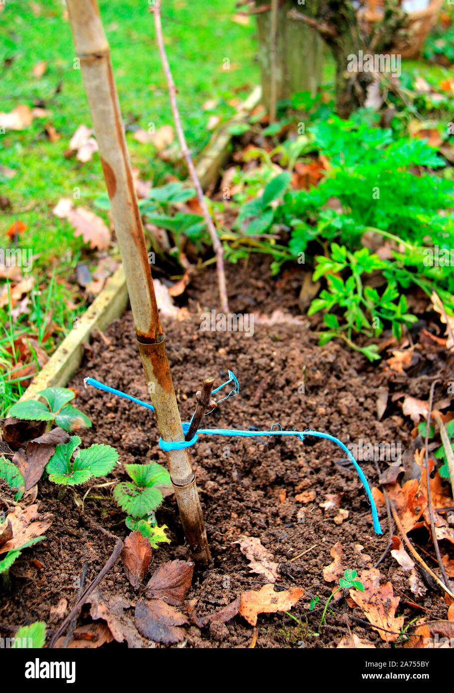 Layering of a vine branch in the ground: Step 2 with the installation ...