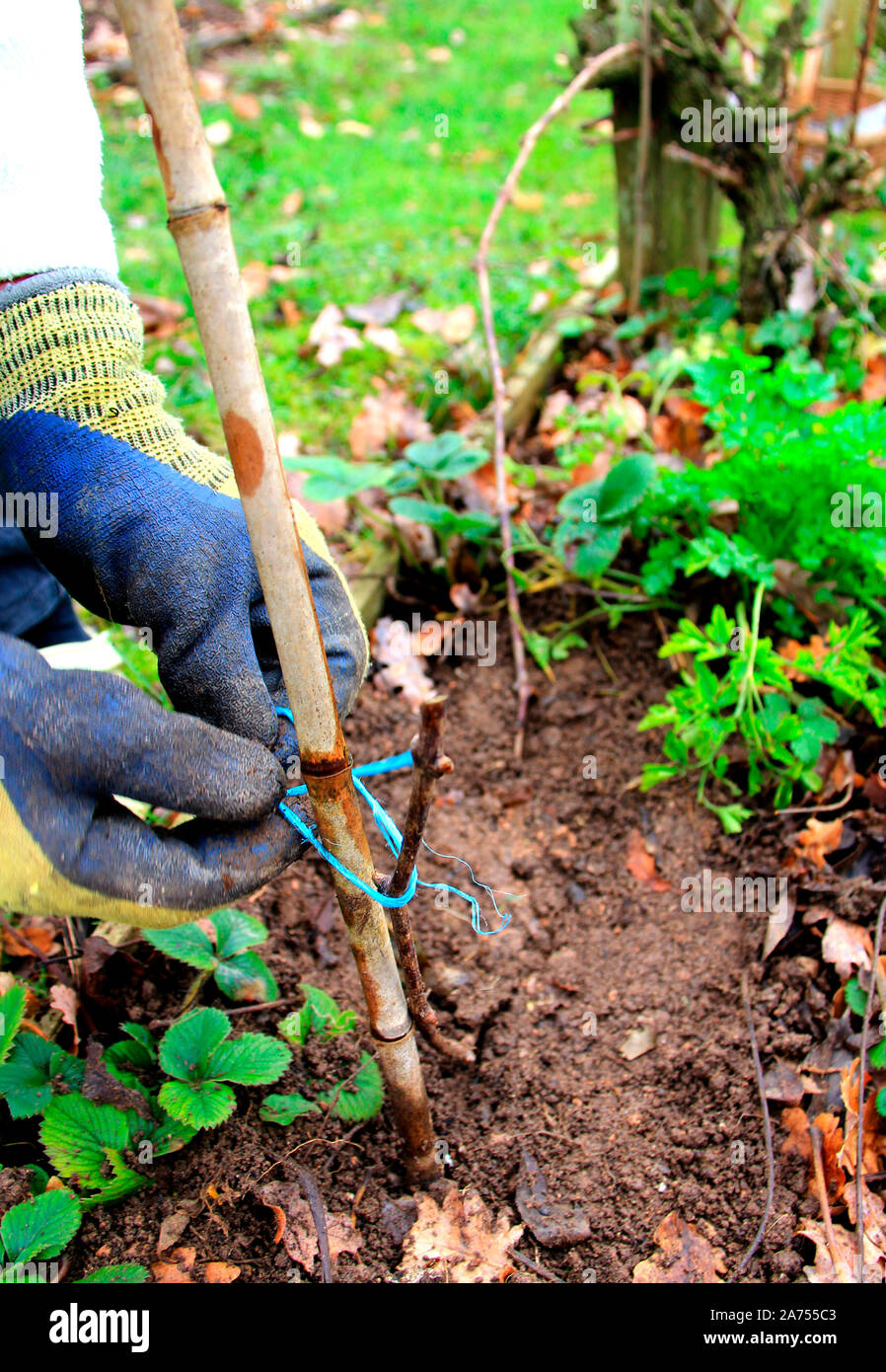 Layering of a vine branch in the ground: Step 2 with the installation ...
