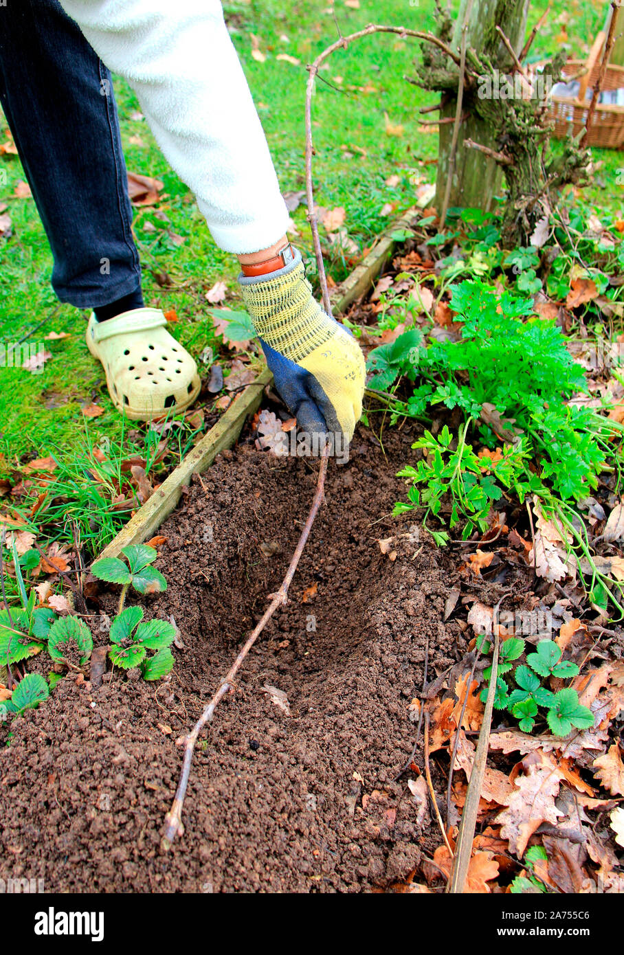 Layering of a branch of vine in the ground: step 1 planting, Tarn ...
