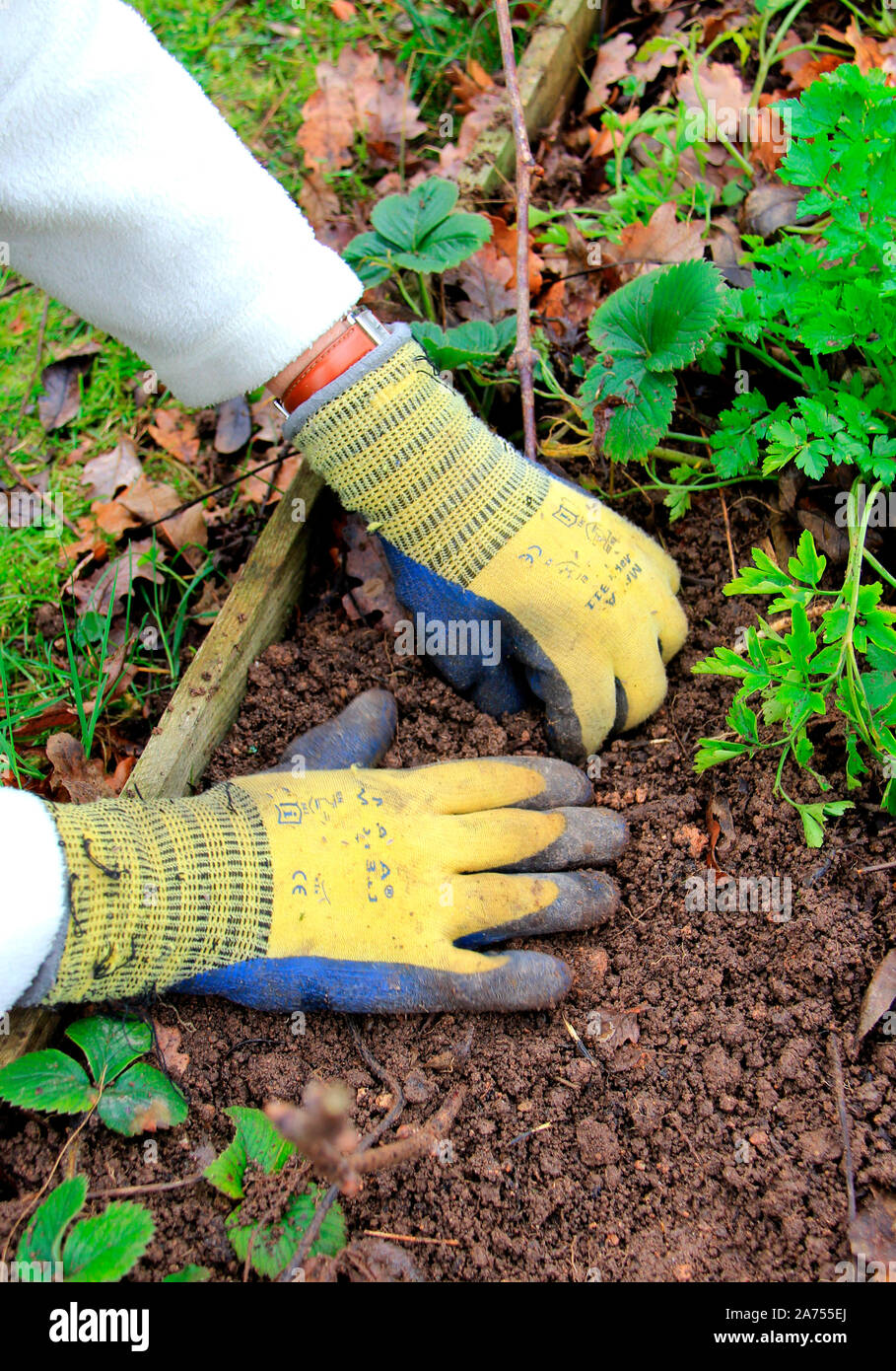 Layering of a branch of vine in the ground: step 1 planting, Tarn ...