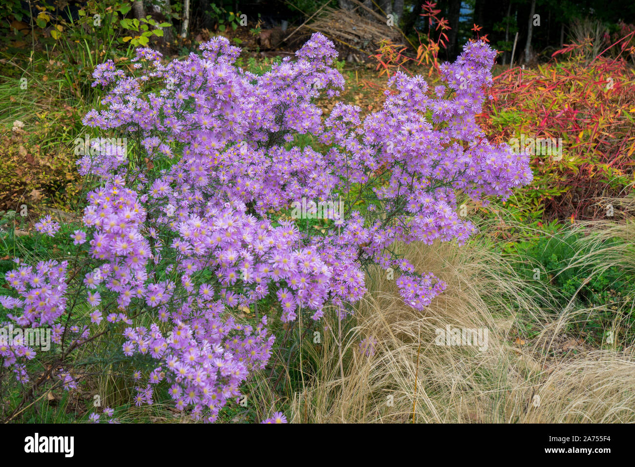 Aster (Aster ericoides) 'Pink Star', Feather grass (Stipa tenuissima ...