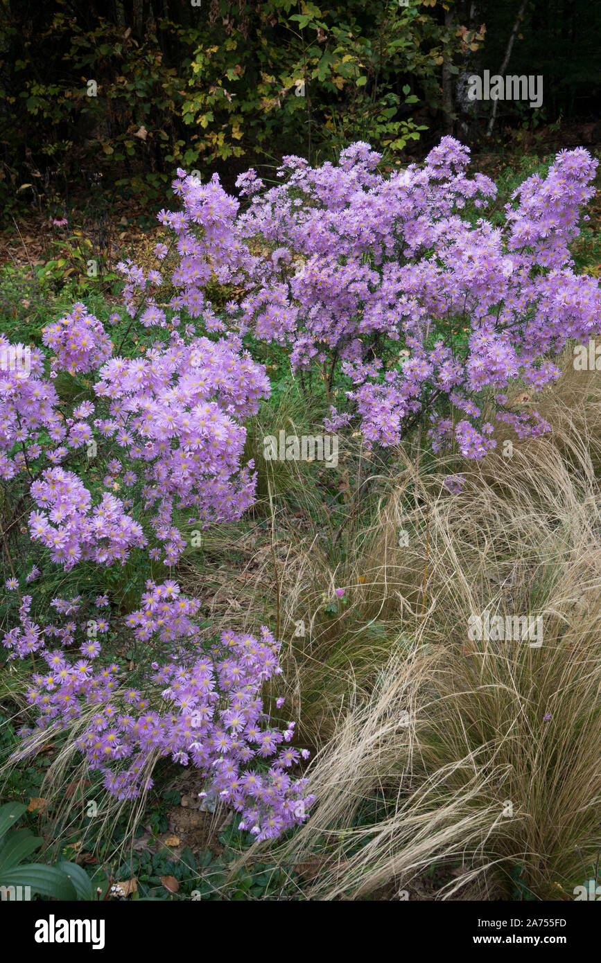 Aster (Aster ericoides) 'Pink Star', Feather grass (Stipa tenuissima ...