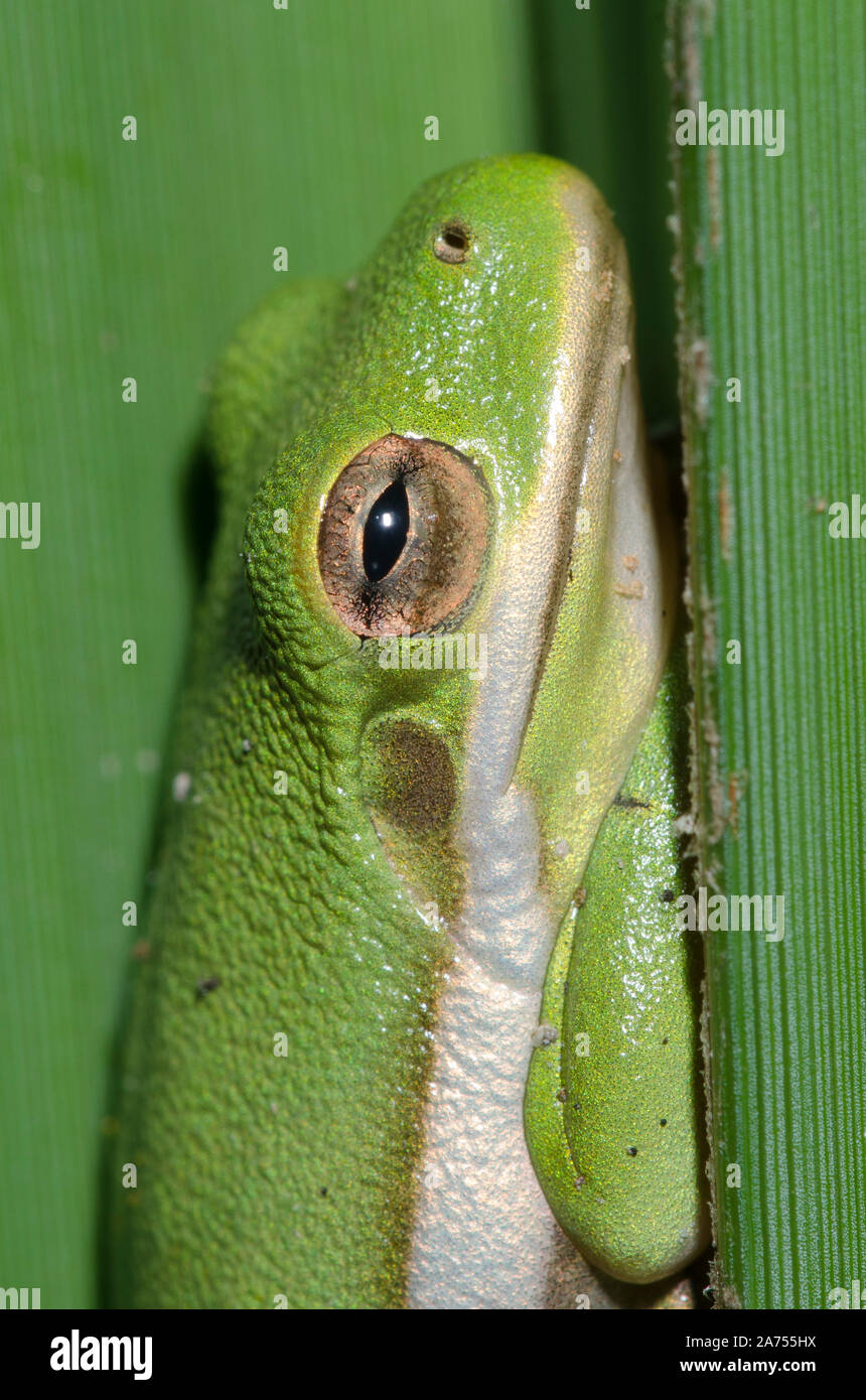 American Green Tree Frog, Hyla cinerea, on Dwarf Palmetto, Sabal minor ...