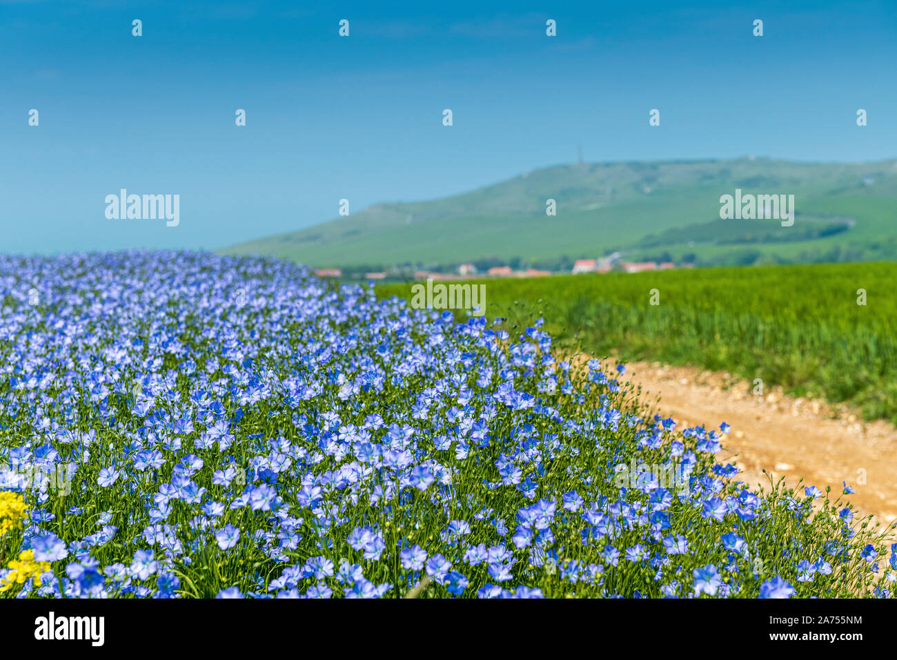 Cultivated flax (Linum usitatissimum) field in bloom, Escalles, Hauts ...