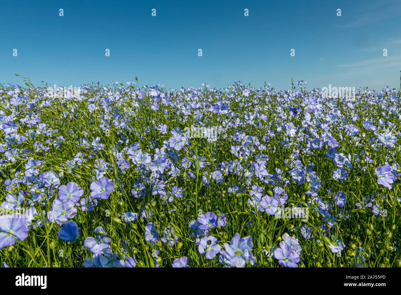 Cultivated flax (Linum usitatissimum) field in bloom, Escalles, Hauts ...