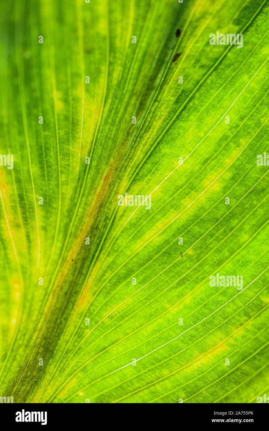 Plant virus diseases hi-res stock photography and images - Alamy