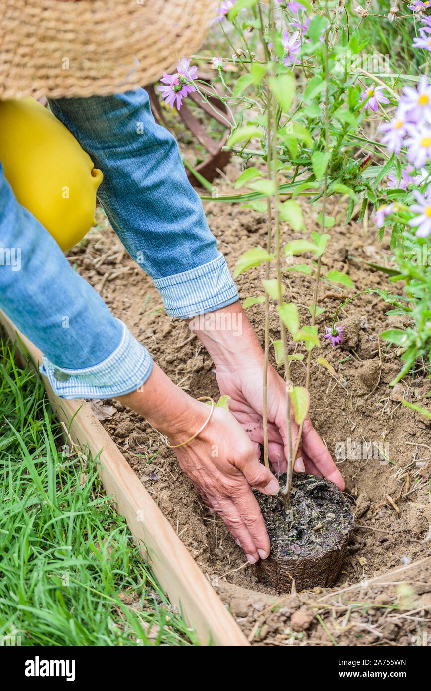 Planting a sage step by step: placement of the plant in its planting ...