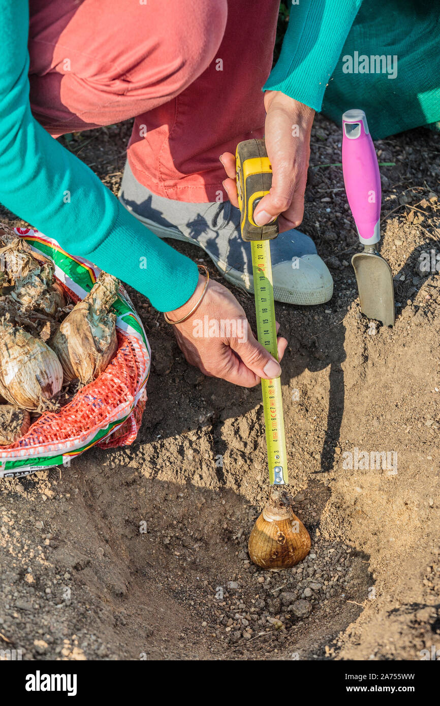 Measuring plants ruler hi-res stock photography and images - Alamy