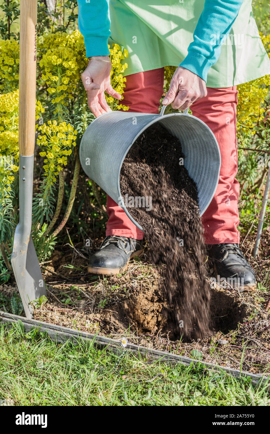 Woman pouring compost into a planting hole Stock Photo - Alamy