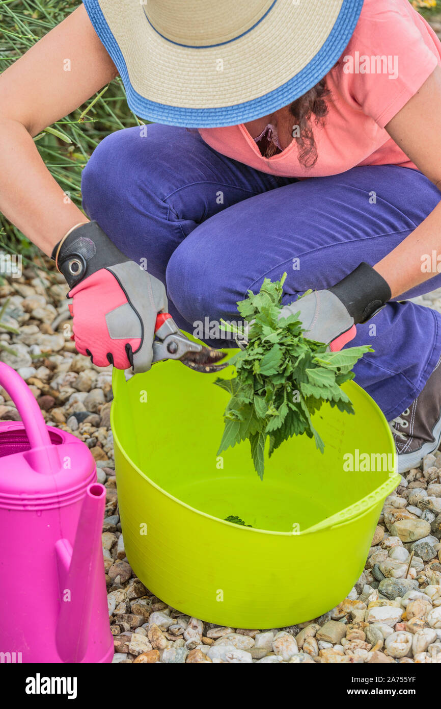 Nettle manure hi-res stock photography and images - Alamy