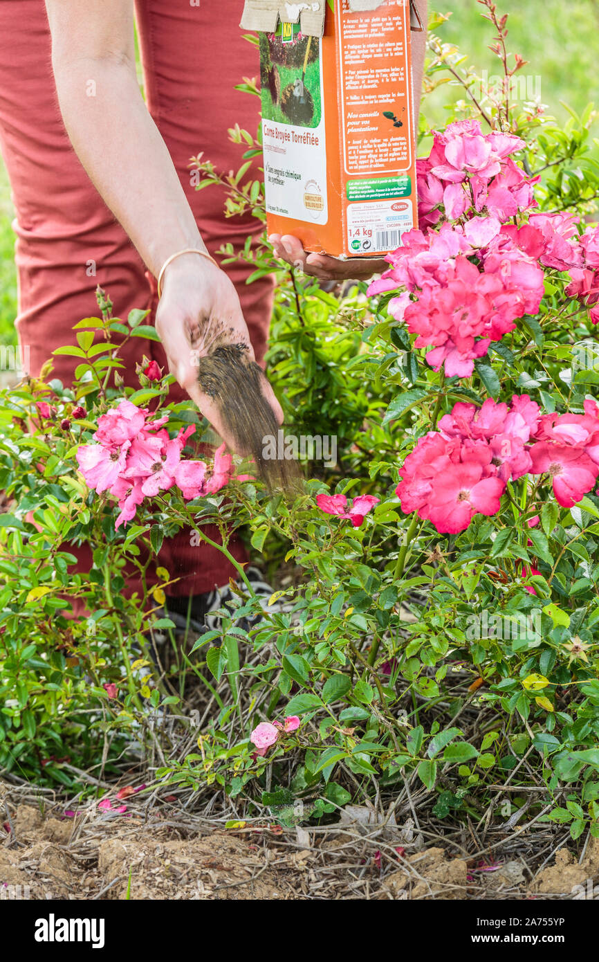 Woman bringing a fertilizer to a rose bush in summer Stock Photo - Alamy