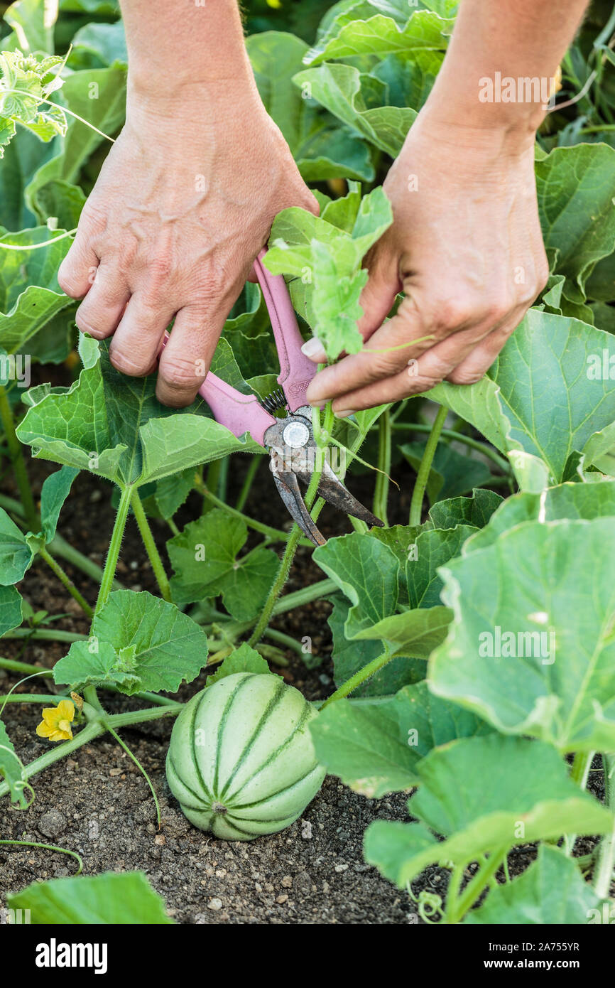 Cut of a melon: Topping up a melon shoot to enjoy the fruit Stock Photo ...