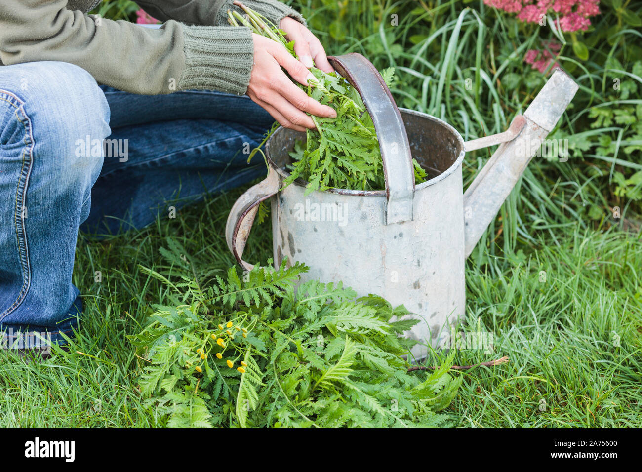 Preparation of a tansy extract. The purse of tansy, obtained by letting ...