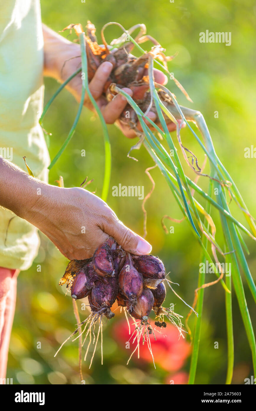 Allium cepa aggregatum hi-res stock photography and images - Alamy