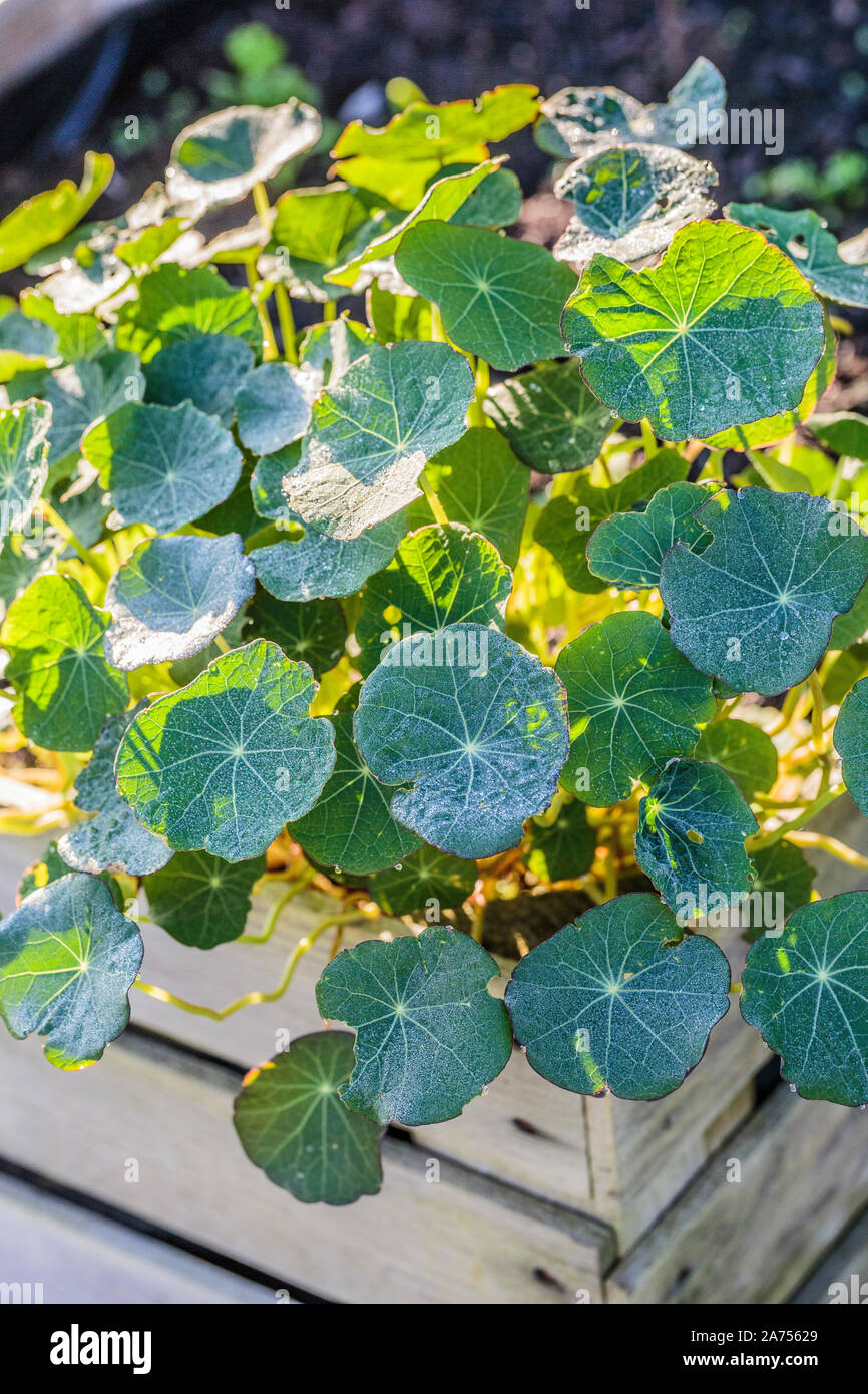 Family tropaeolaceae hi-res stock photography and images - Alamy