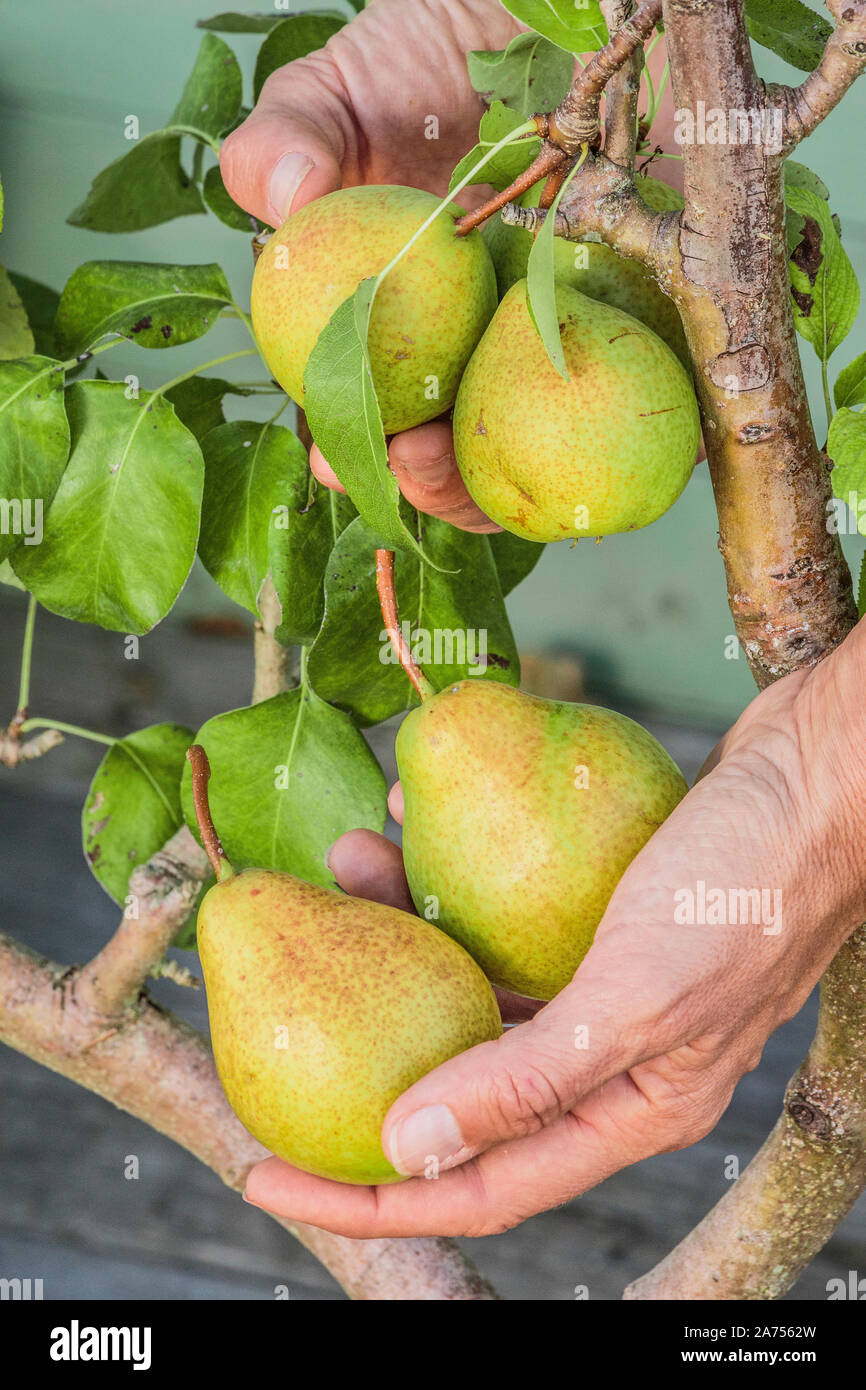 Woody pear hi-res stock photography and images - Alamy
