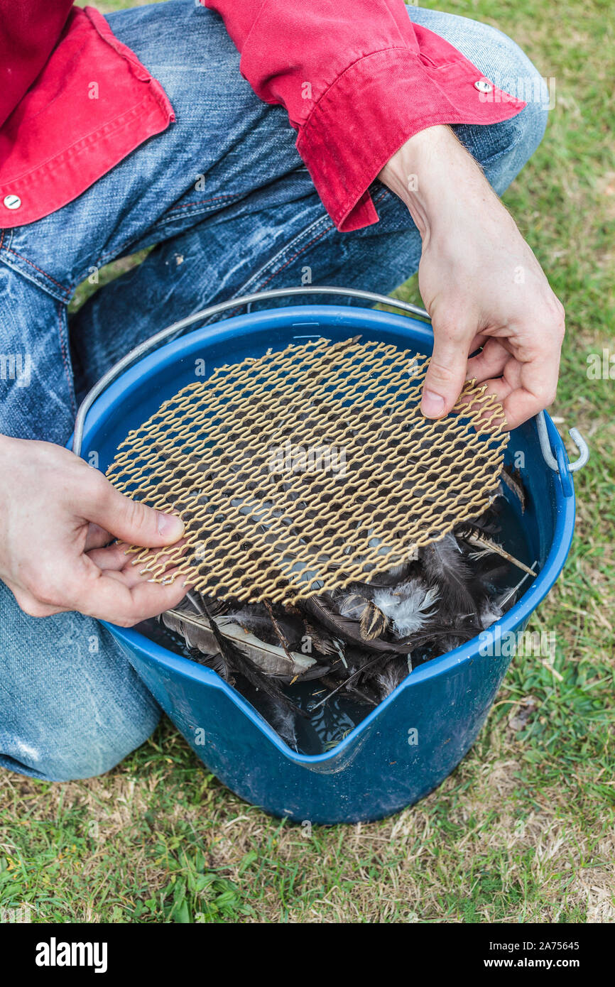 Preparation of a feather fertilizer. Soaked feathers give a liquid ...