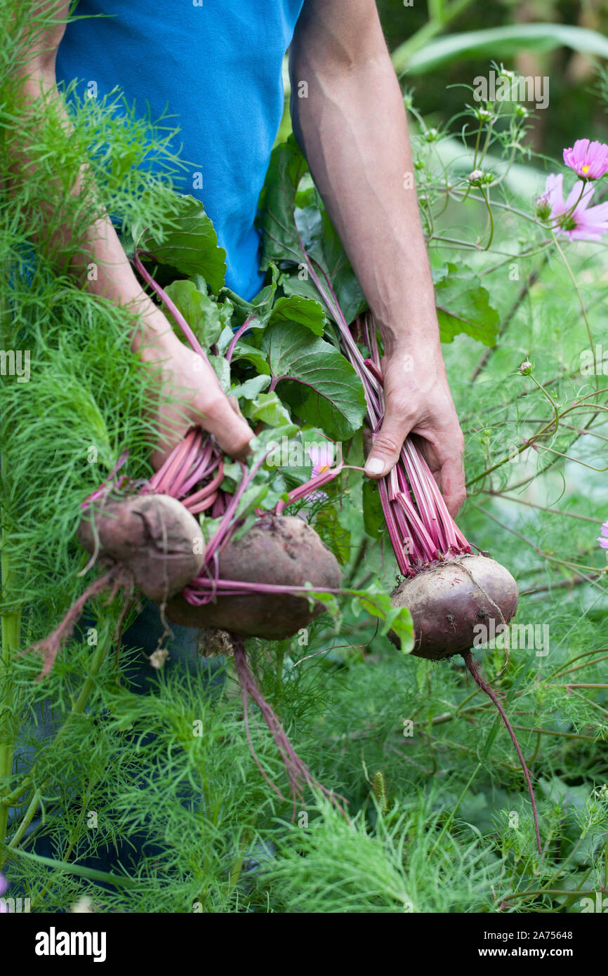 Beet person garden hi-res stock photography and images - Alamy