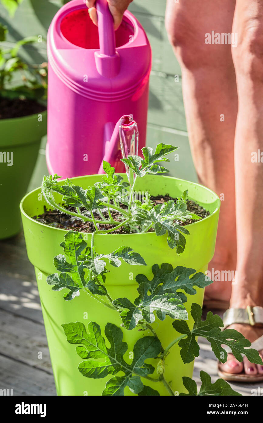 Watermelon citrullus sp hi-res stock photography and images - Alamy