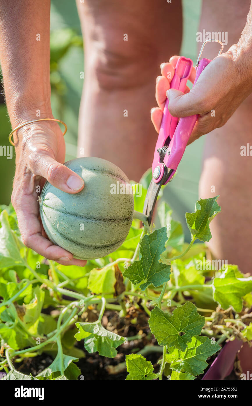 Cutting melons hi-res stock photography and images - Alamy