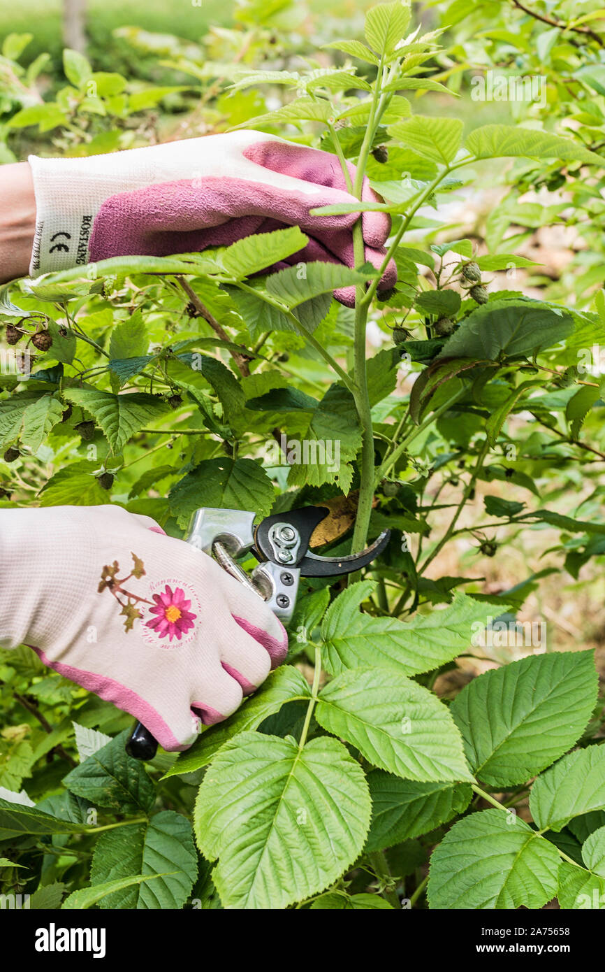 Summer size of raspberries. we are stinging the stems that appeared ...