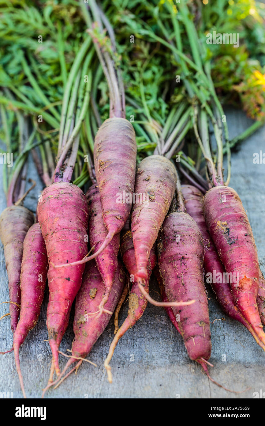 Carrot 'Cosmic Purple', rich in pigments (anthocyanins Stock Photo - Alamy