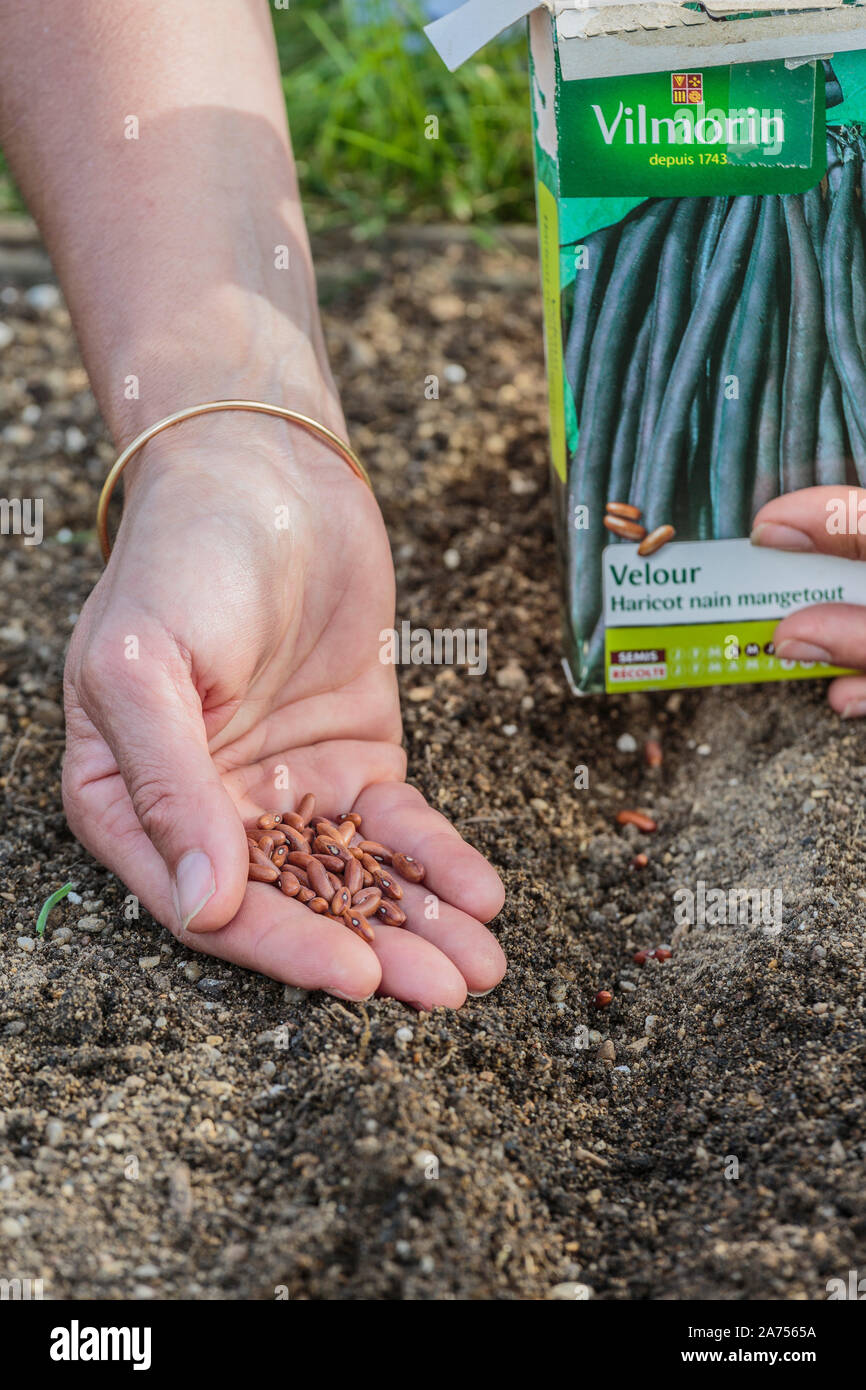 Sowing of beans Stock Photo - Alamy