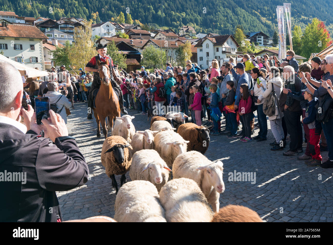 Man driving sheep hi-res stock photography and images - Alamy