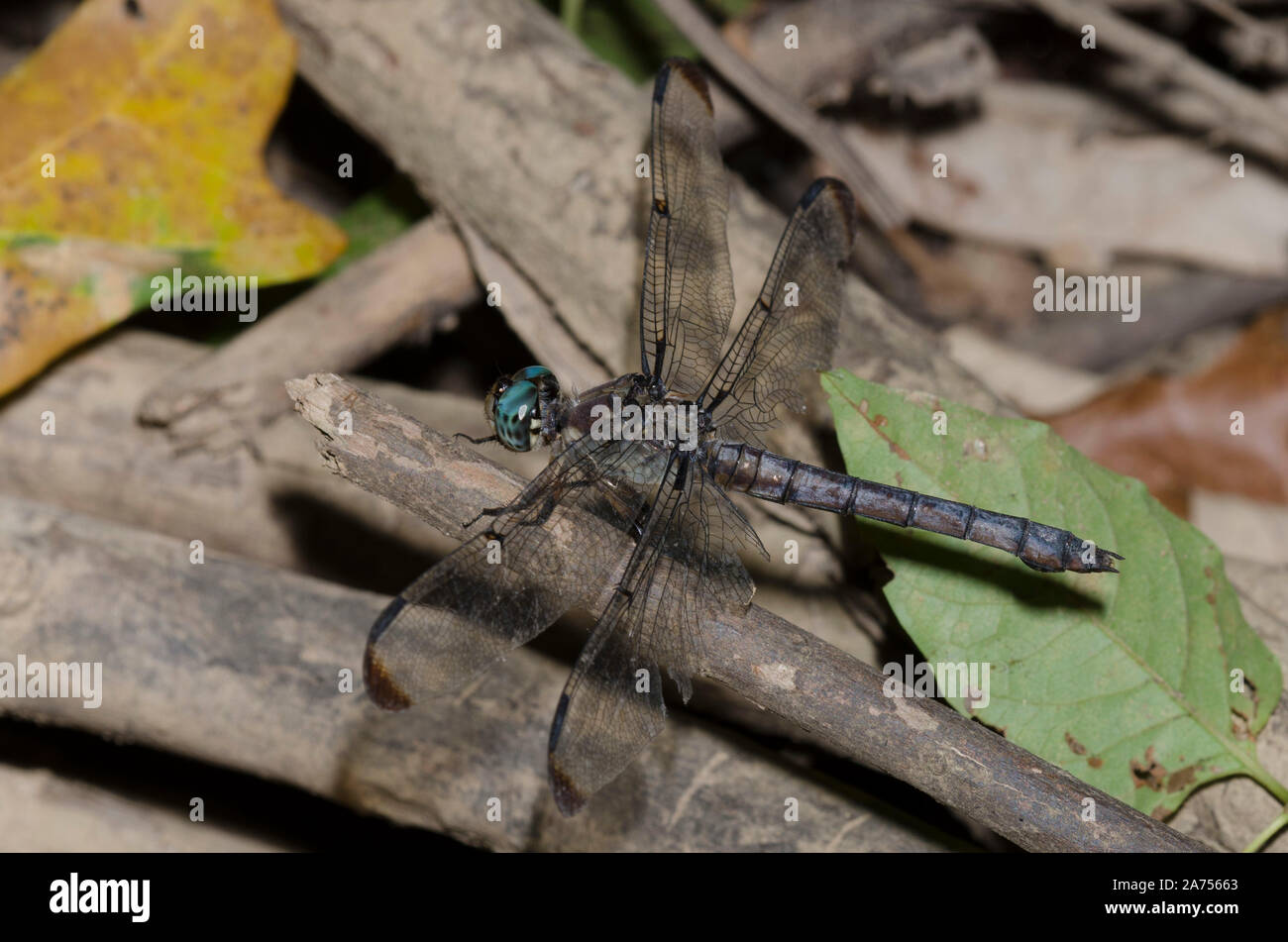 Great Blue Skimmer, Libellula vibrans, female Stock Photo - Alamy