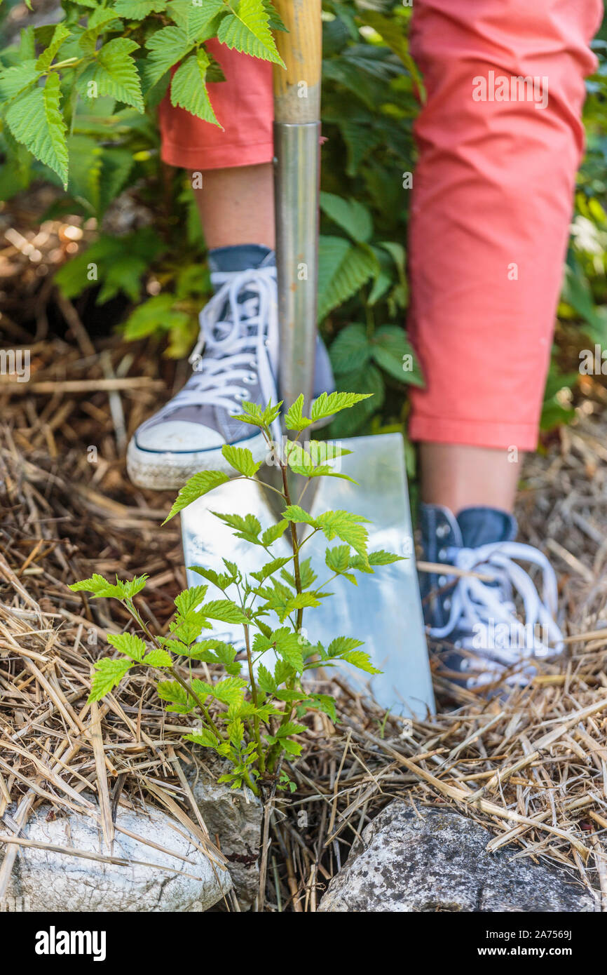Take of raspberry rejection. Multiplication of a raspberry tree by ...