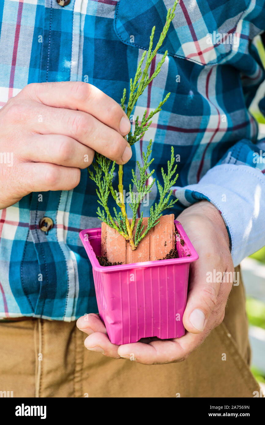 Conifer Tips High Resolution Stock Photography and Images - Alamy