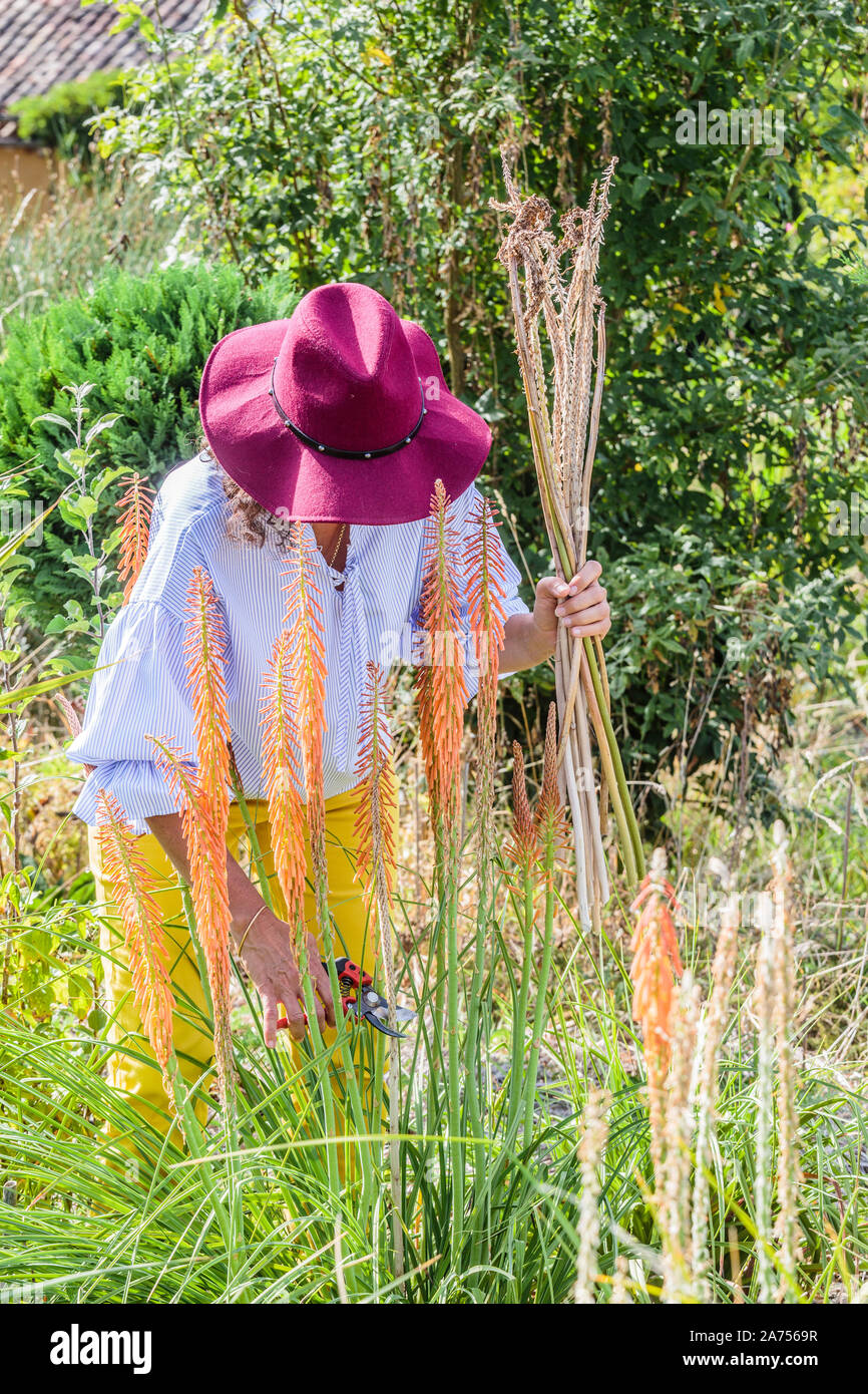 Tritoma kniphofia sp hi-res stock photography and images - Alamy