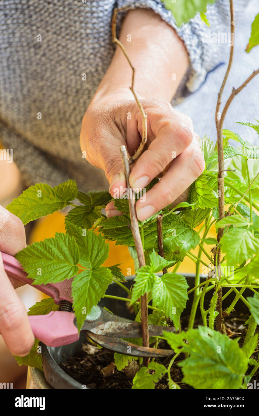 Size of a raspberry in pot: cut the dry stems, which have fructified ...