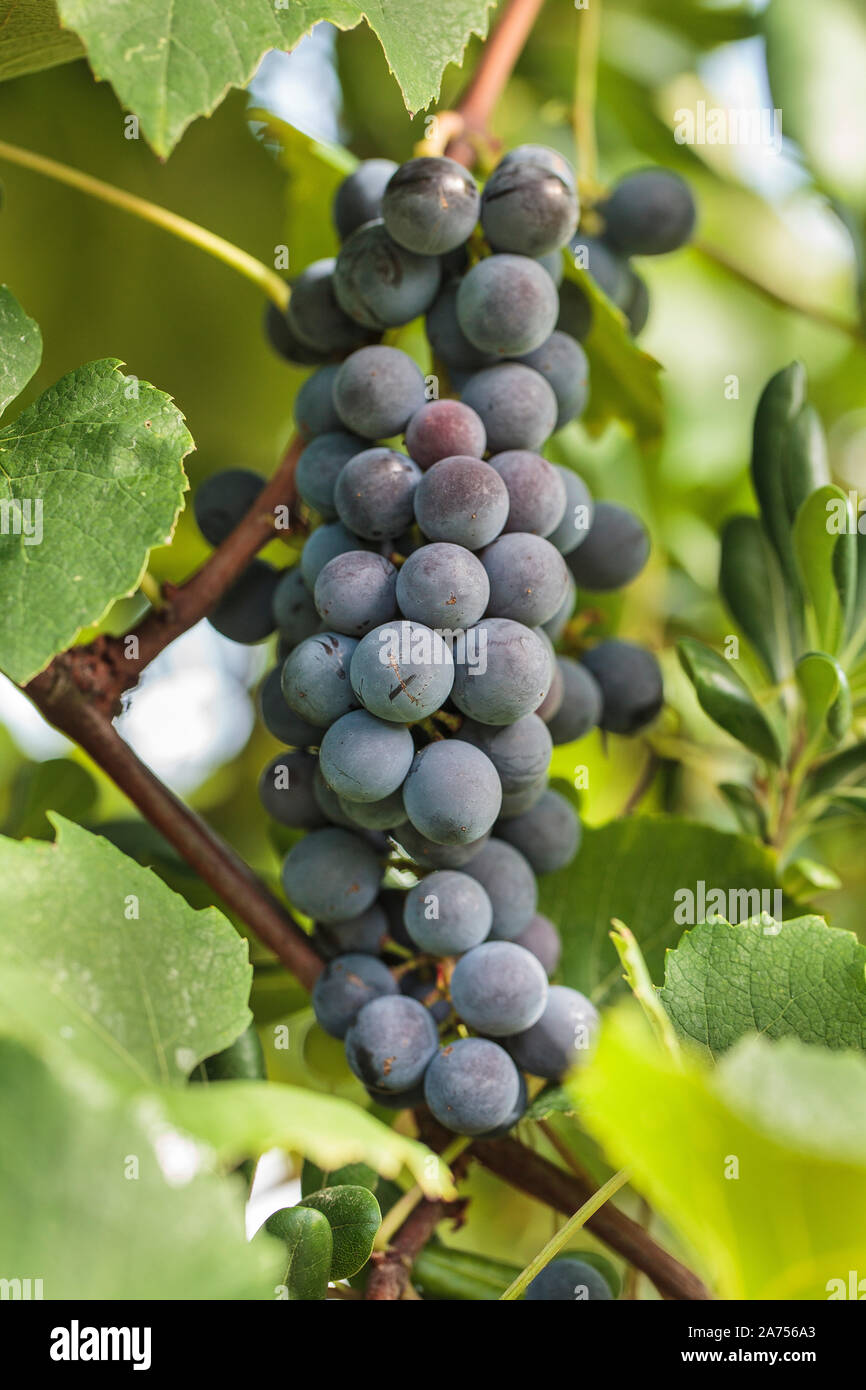 Grape Fragola Vitis Vinifera High Resolution Stock Photography and Images - Alamy