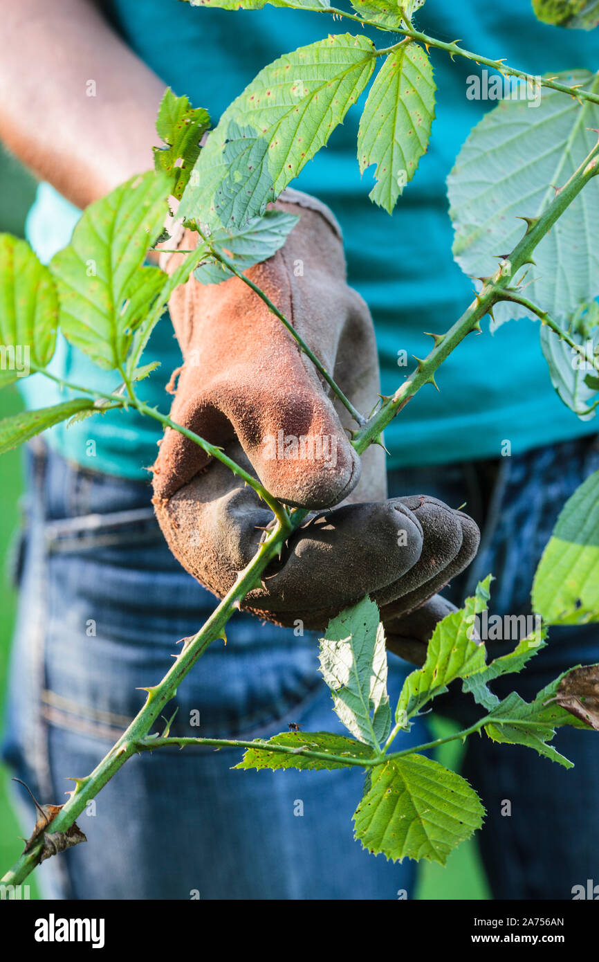 Weeding shoot hi-res stock photography and images - Alamy