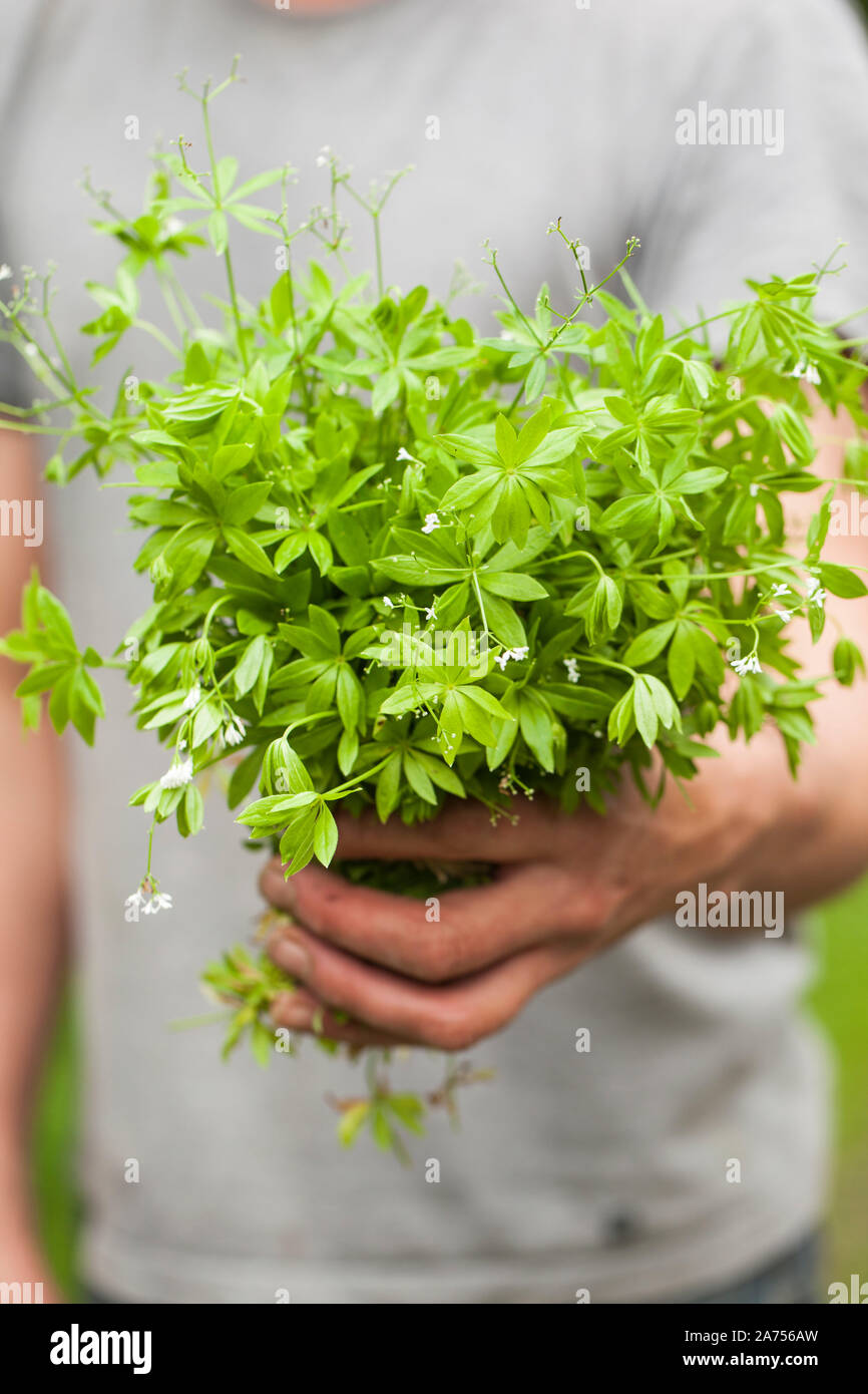 Harvest of Woodruff (Galium odoratum). Its coumarin content perfumes ...
